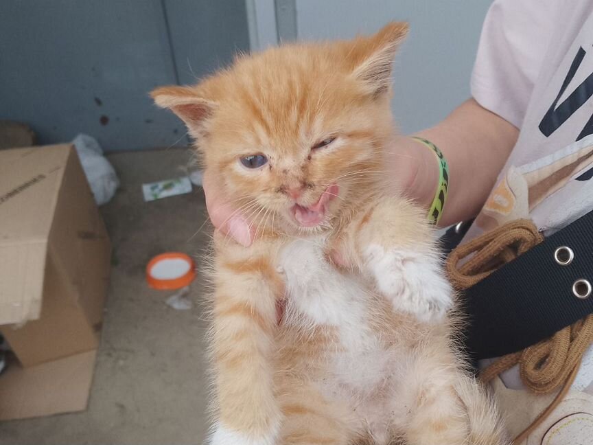 Бездомные котята