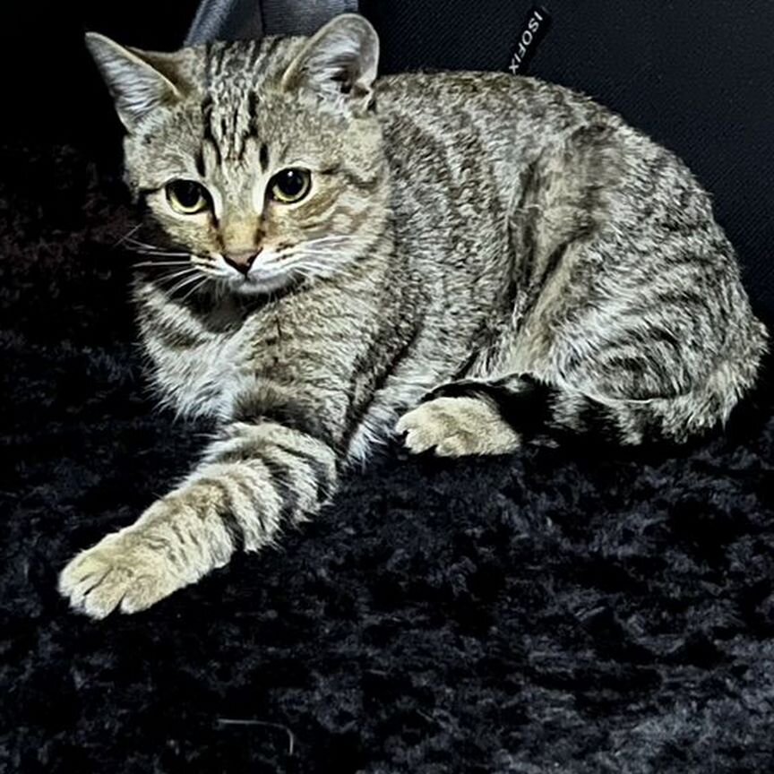 Нашли котика в подьезде