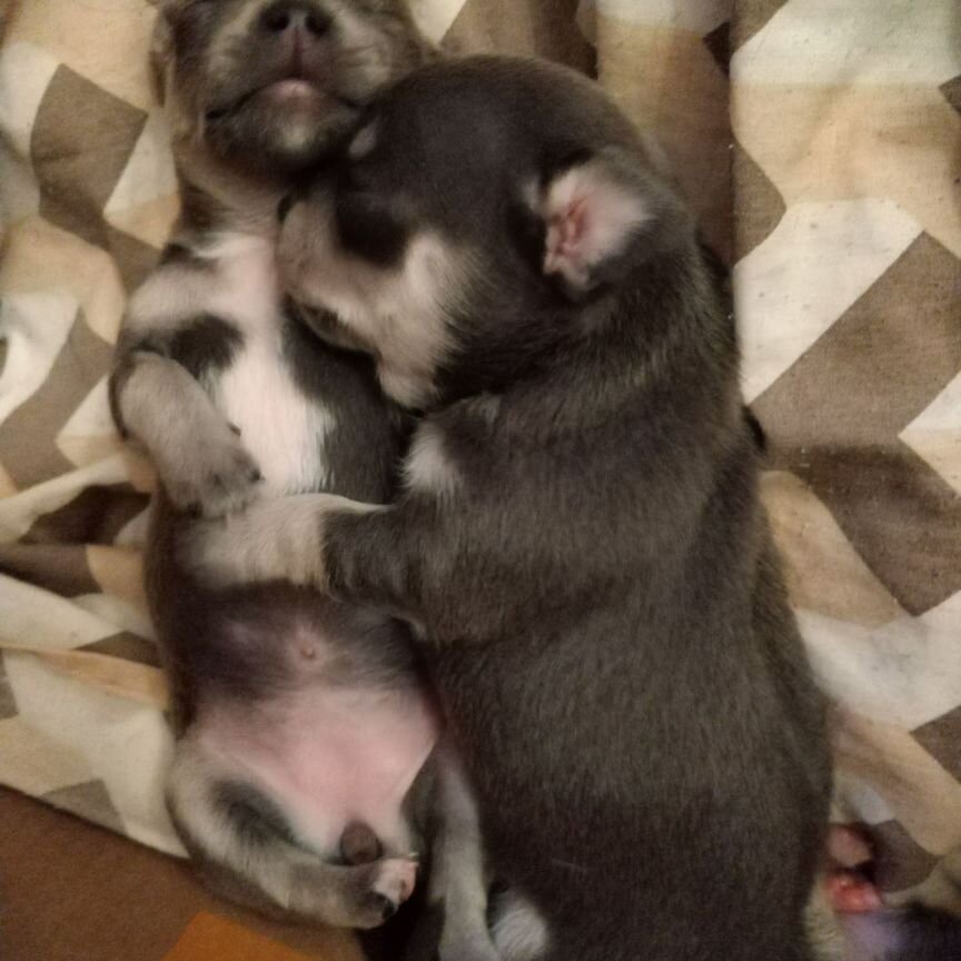 Щенки чихуахуа