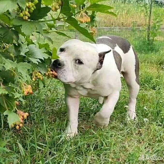 Американский Булли classic standard