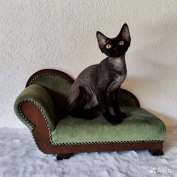 Девон онкс черная Фея