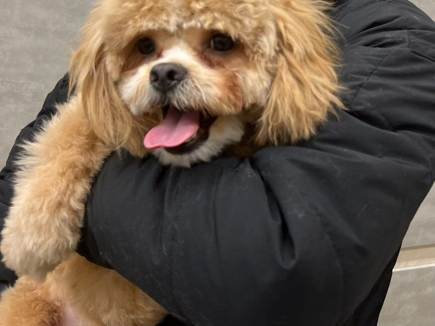 Собака мальтипу