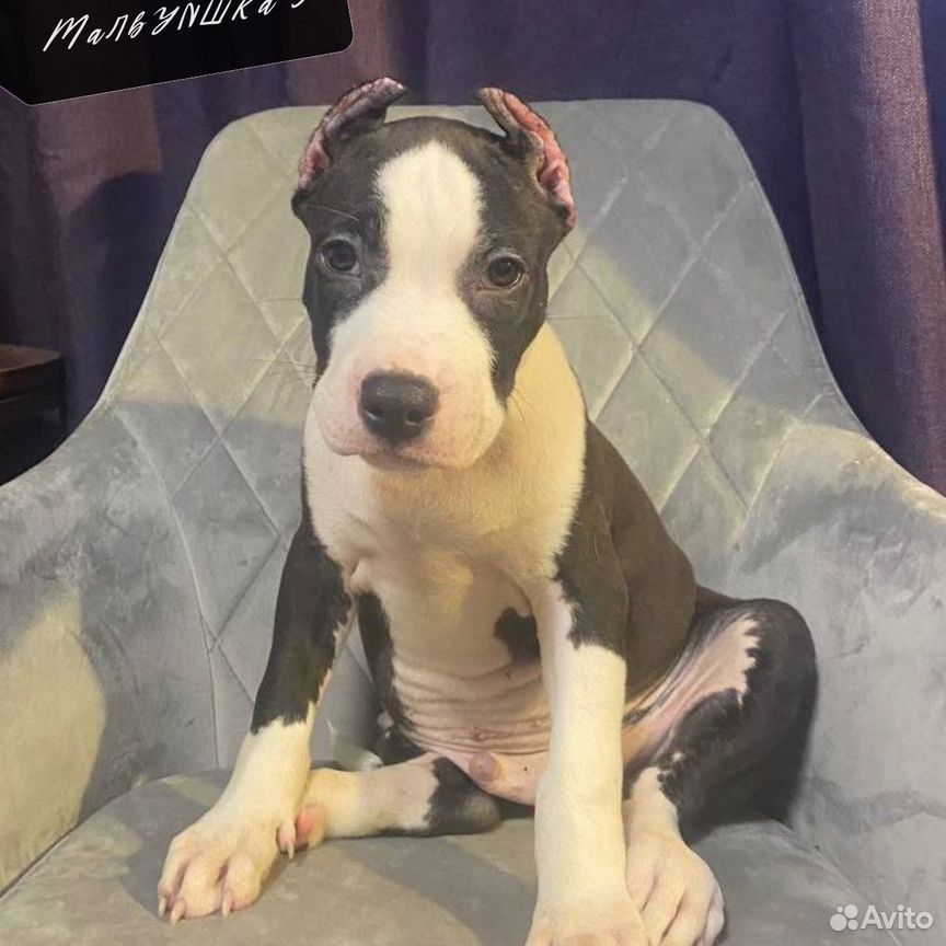 Щенки амстаффа