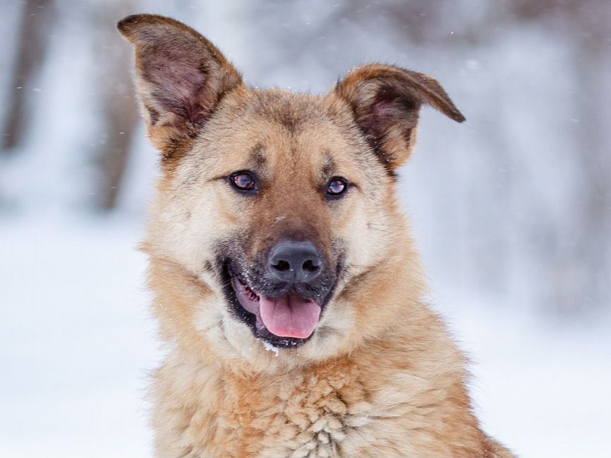 Рыжая собака в дар