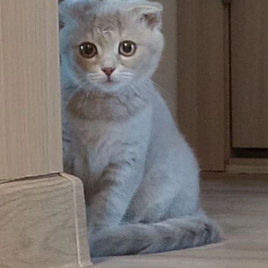 Шотландский вислоухий короткошёрстный котёнок