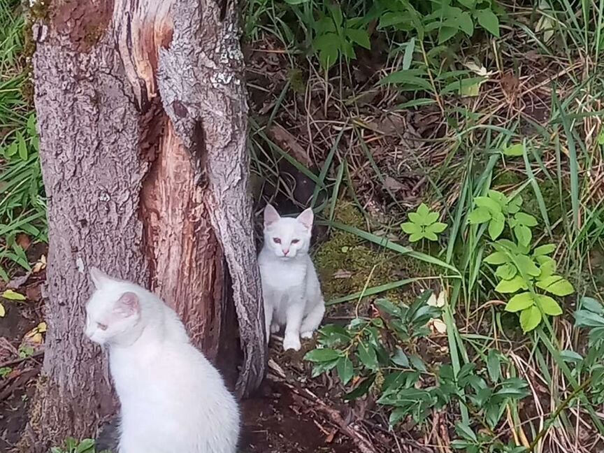 Белые котята