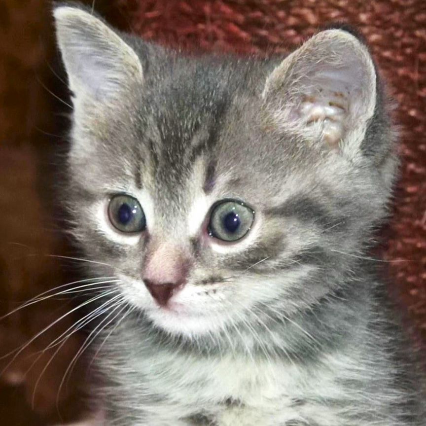 Котёнок кошечка Манюня 1,5 мес возраст