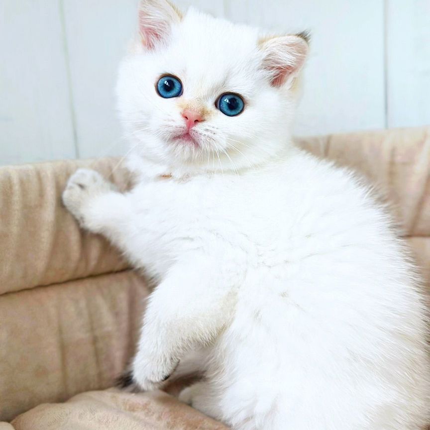 Шотландский прямоухий короткошёрстный котёнок