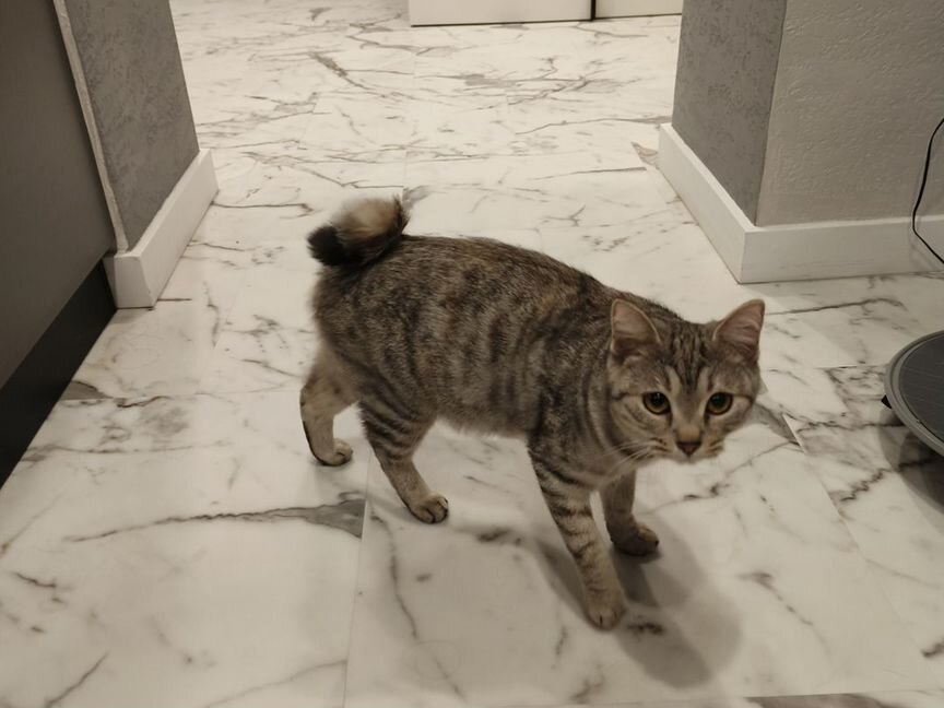 Кошки курильский бобтейл