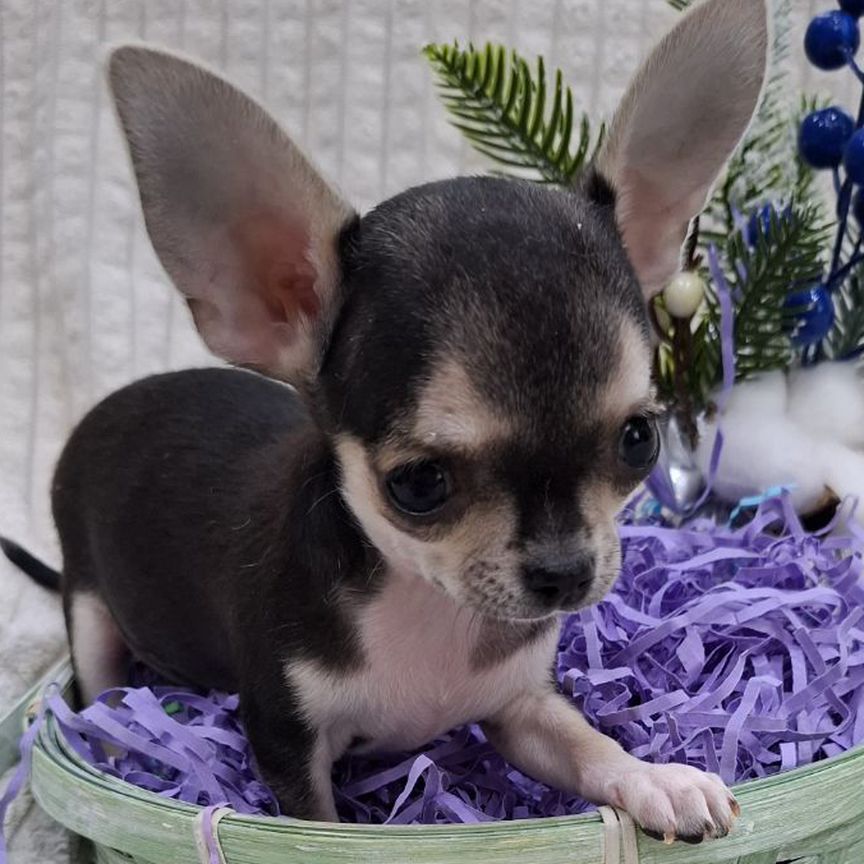 Чихуахуа, щенок