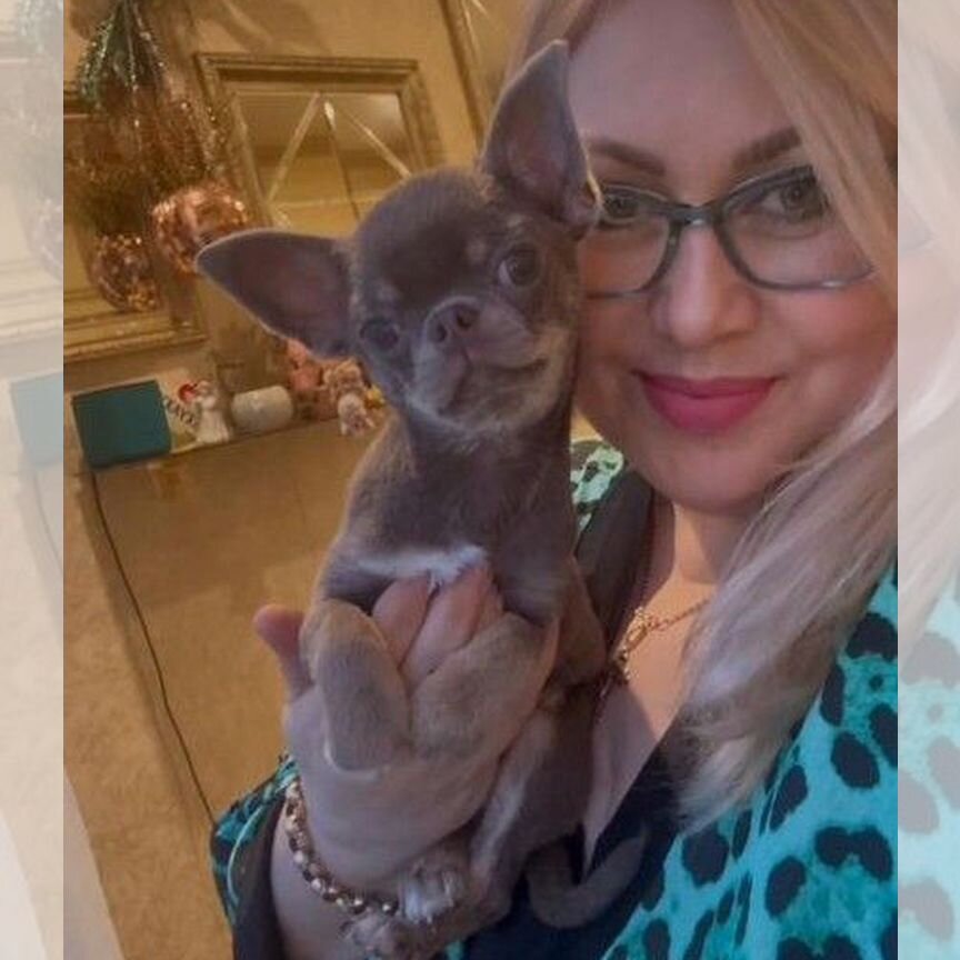 Чихуахуа, щенок