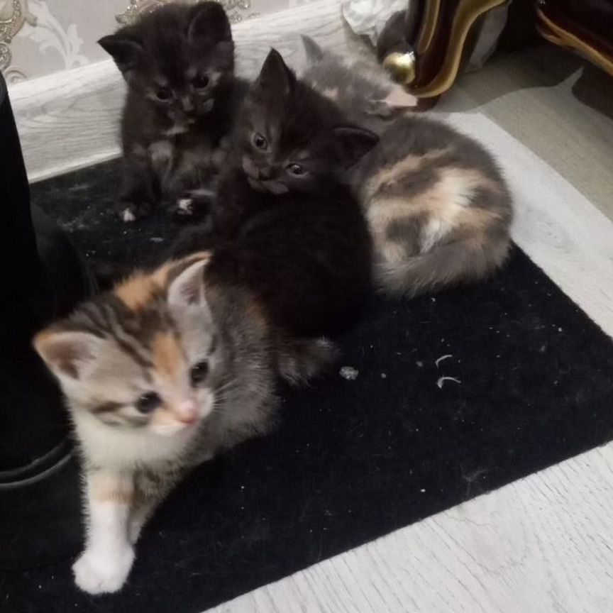 Четыре милых котенка ищут любящую семью