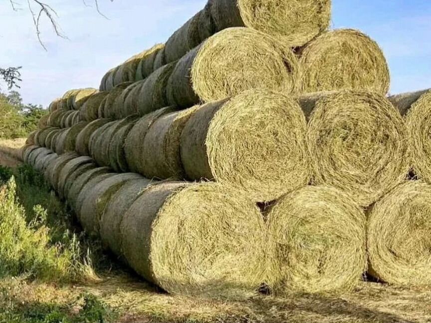 Сено в круглых тюках (сетка)