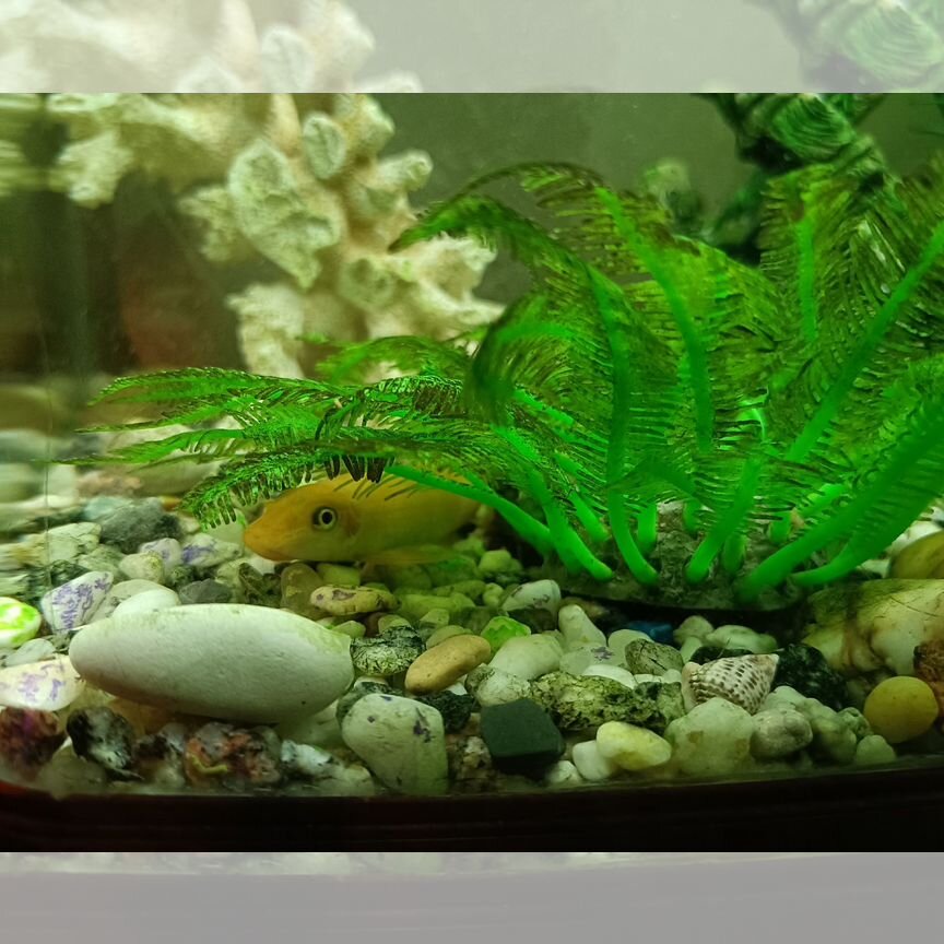 Отдам рыбки