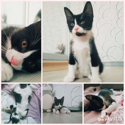 Котенок Шустрик