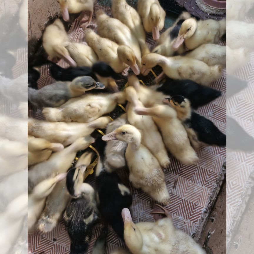 Утята стар 53