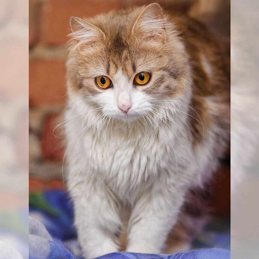 Кошки