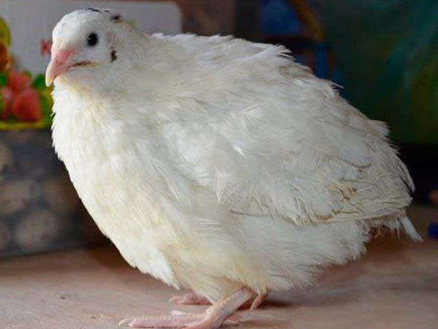 Перепёлочки