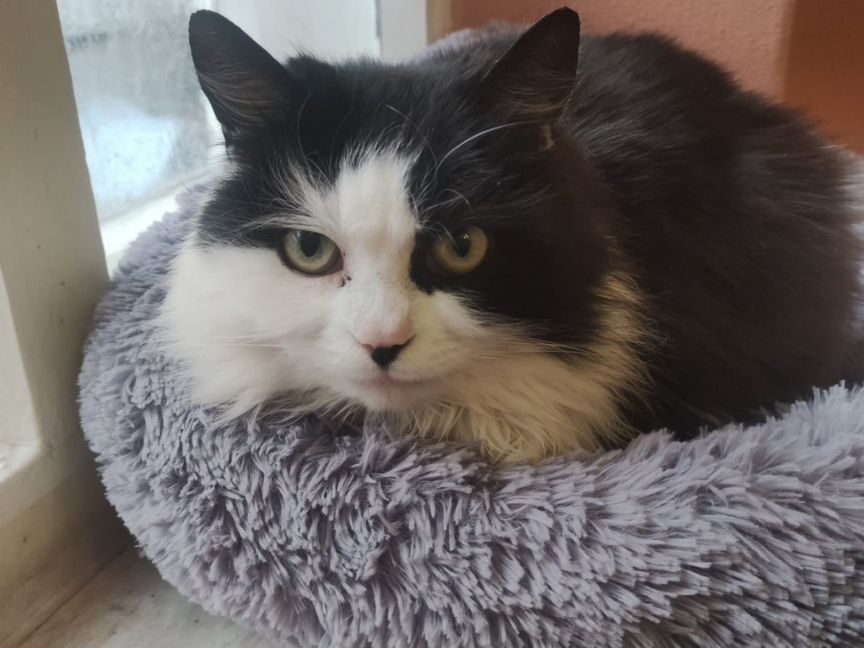 Умер хозяин кошку бросили на даче