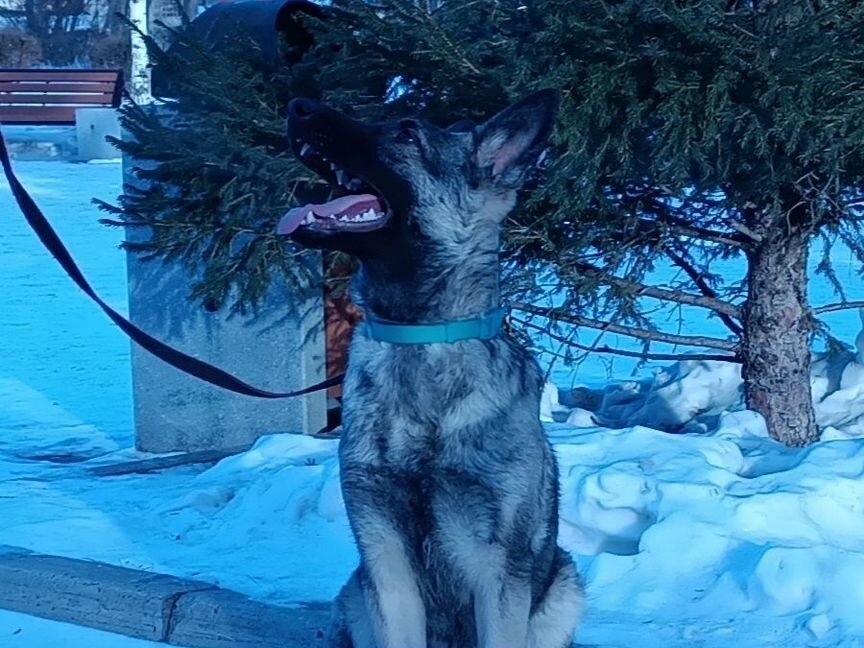 Восточноевропейская овчарка