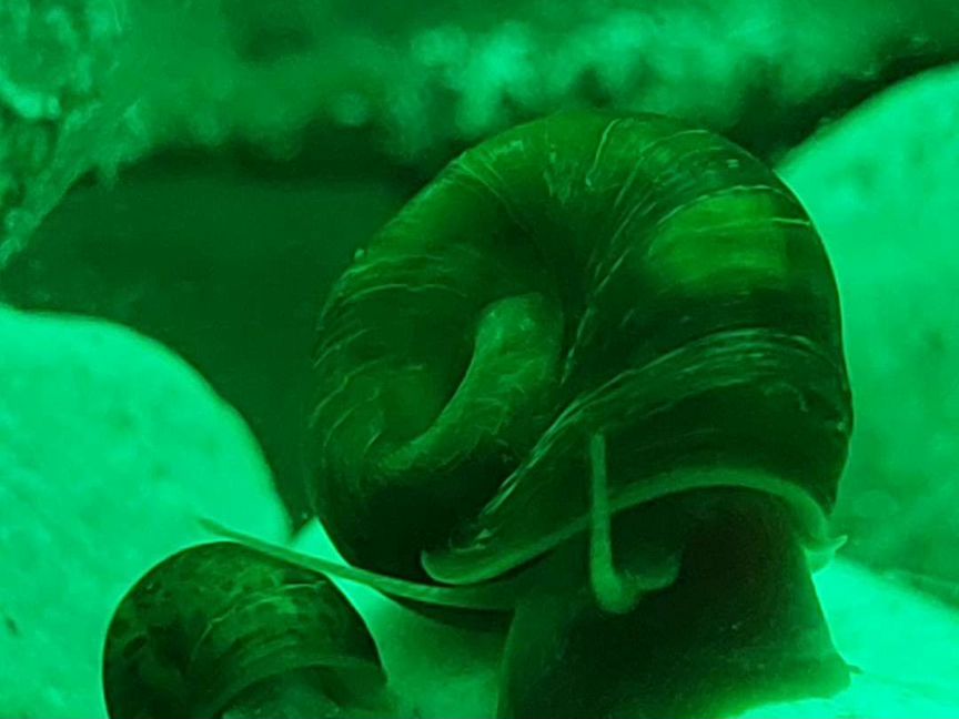 Улитки аквариумные