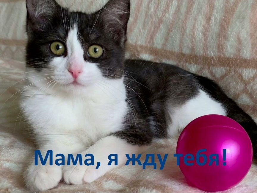 Звёздочка Санечка ищет дом