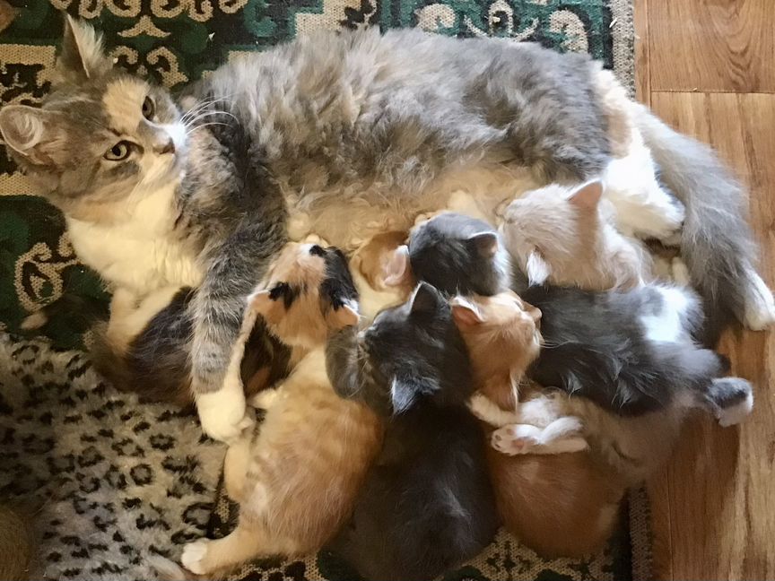 Котята. Радость в дом