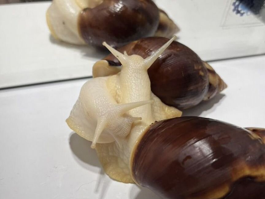 Улитка ахатина