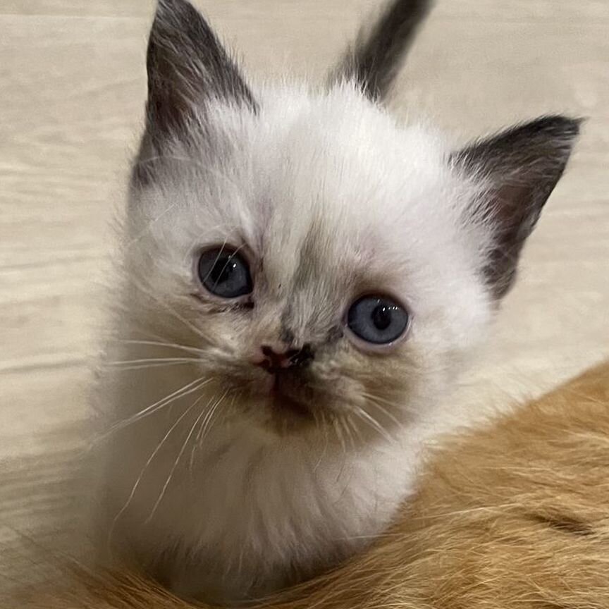 Котёнок от частного владельца