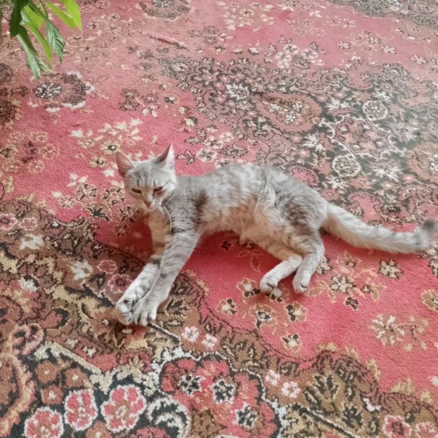 Ищет хозяина в добрые руки