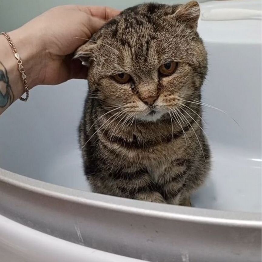 Отдам кота в добрые руки бесплатно