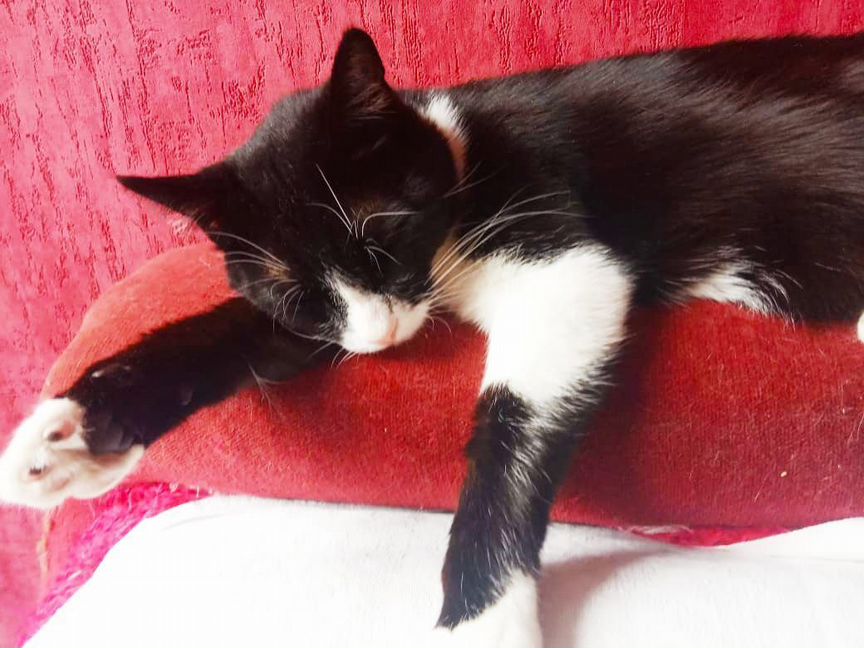 Вот такая Кошка