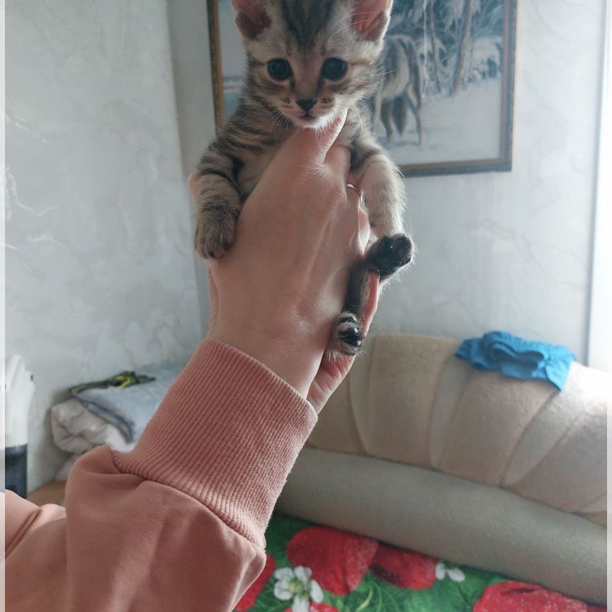 Котёнок в добрые руки
