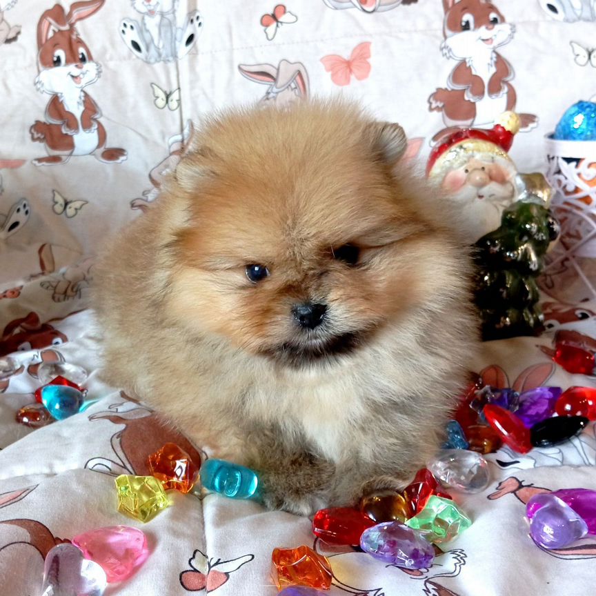 Померанский шпиц медвежьего типа