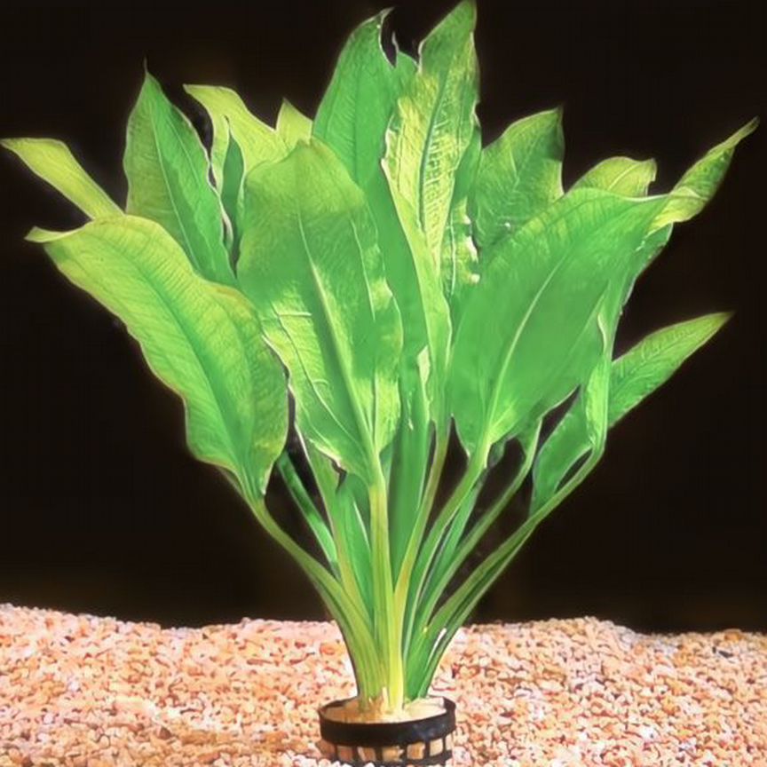 Аквариумное растение