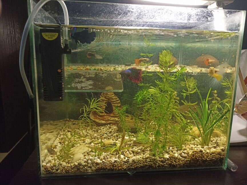 Аквариумные рыбки