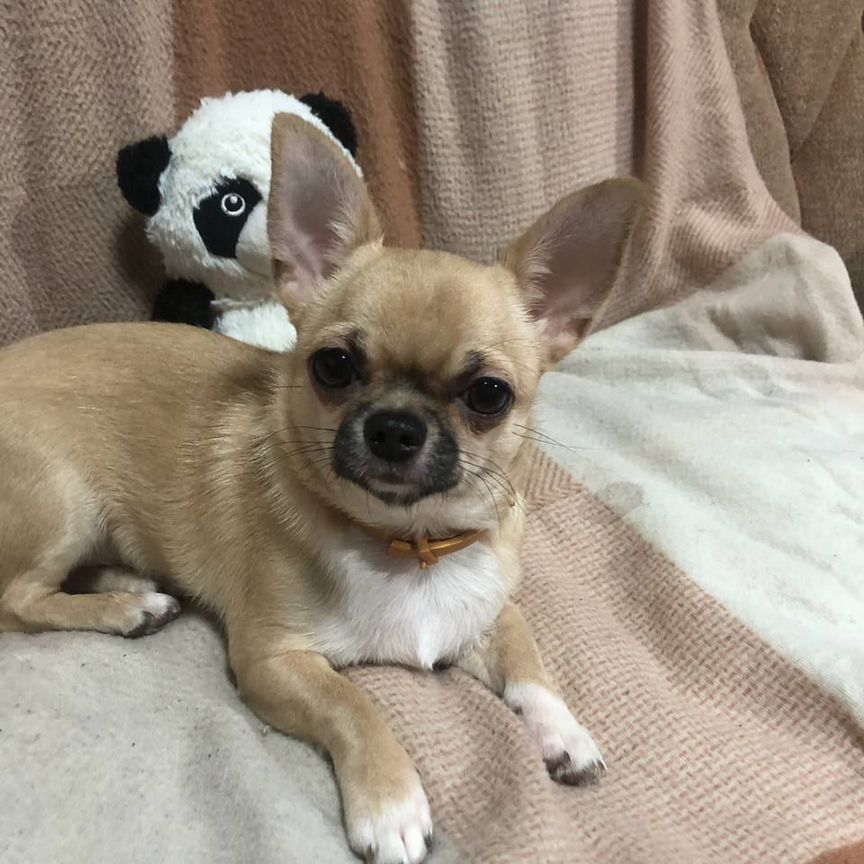 Чихуахуа, щенок