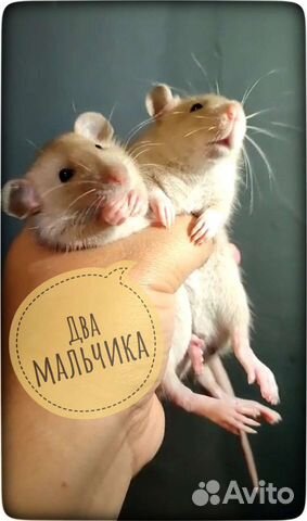 Крыски крысята крысы дамбо беж