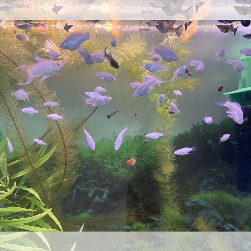 Моллинезия снежинка