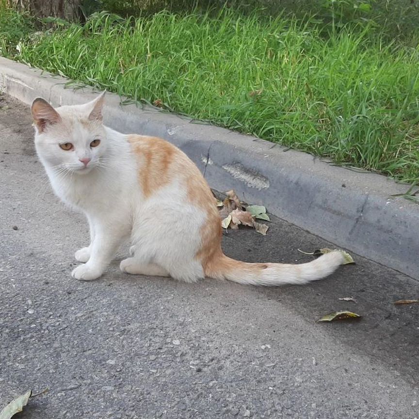Кот