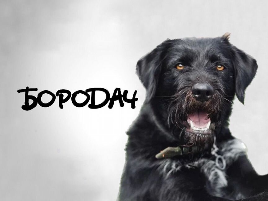 Дратхаар из усыпалки