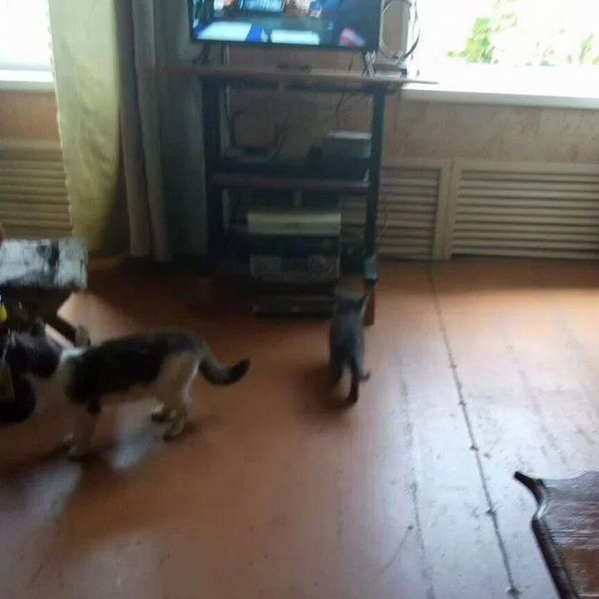 Домашние животные котята бесплатно