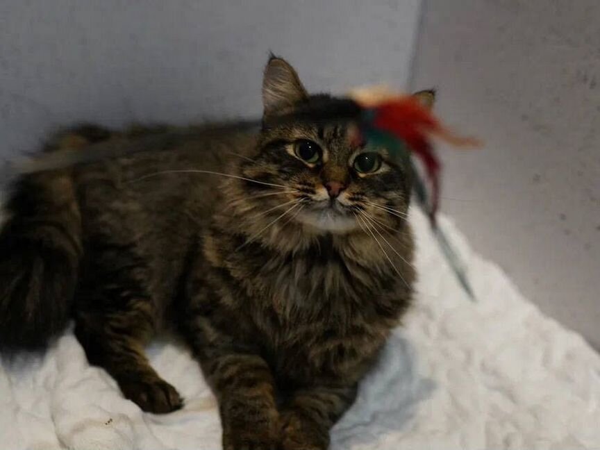 Маша ищет семью