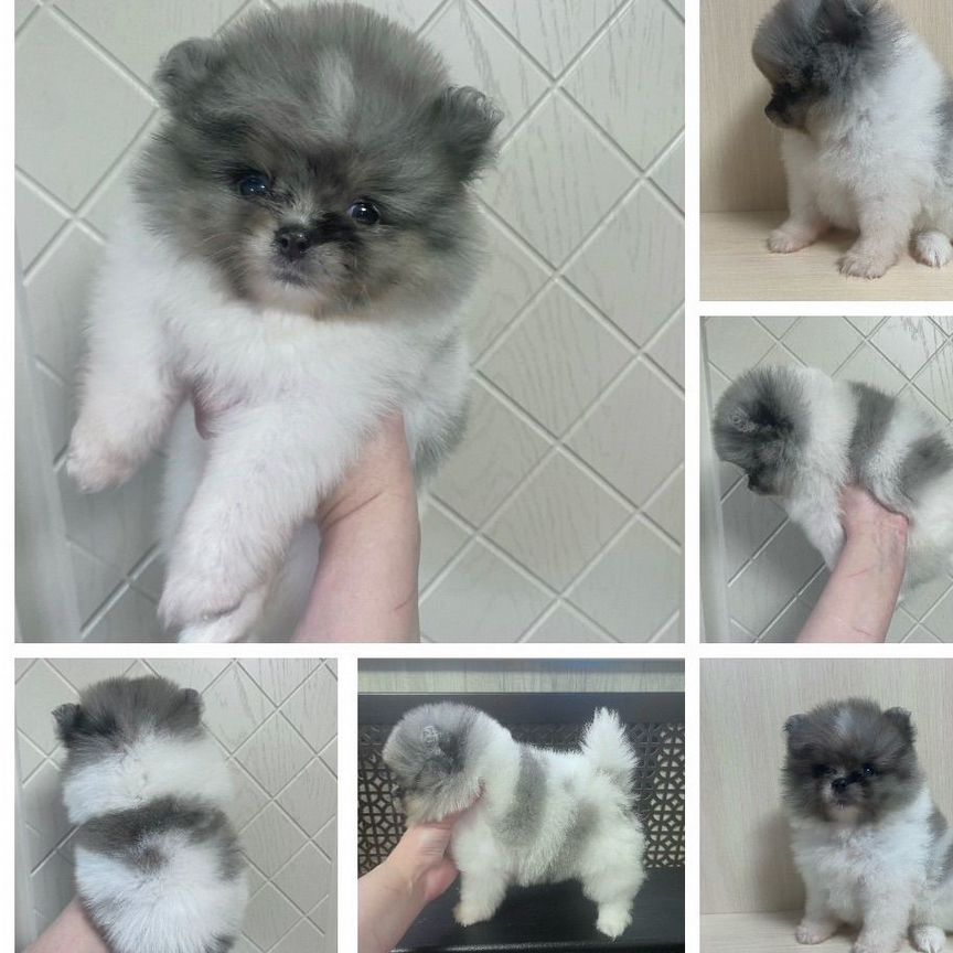 Померанский шпиц, щенок