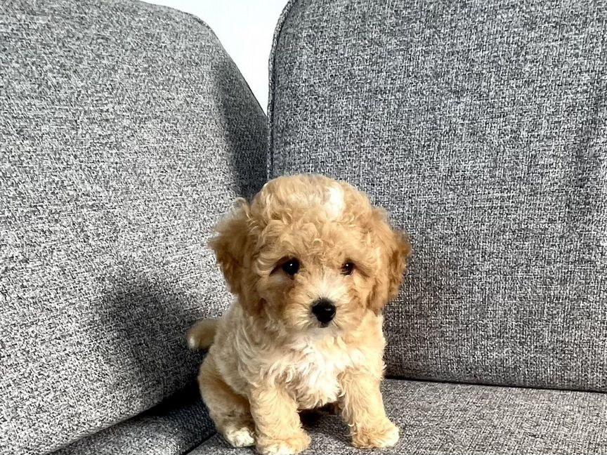 Мальчик мальтипу f1 mini