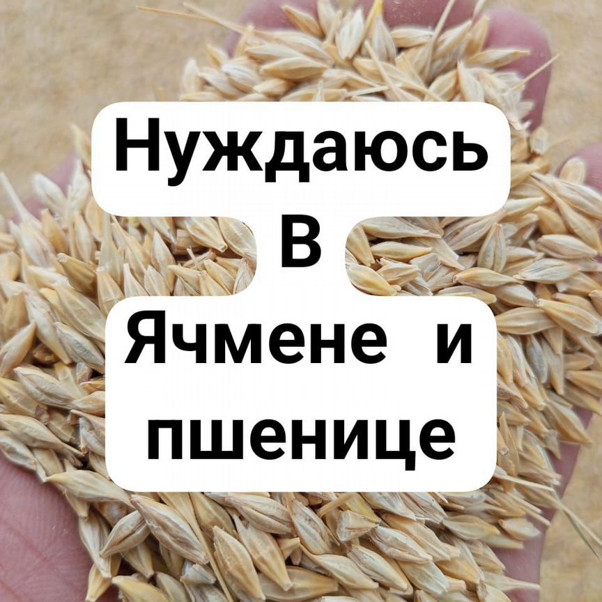 Ячмень,пшеница,суржик