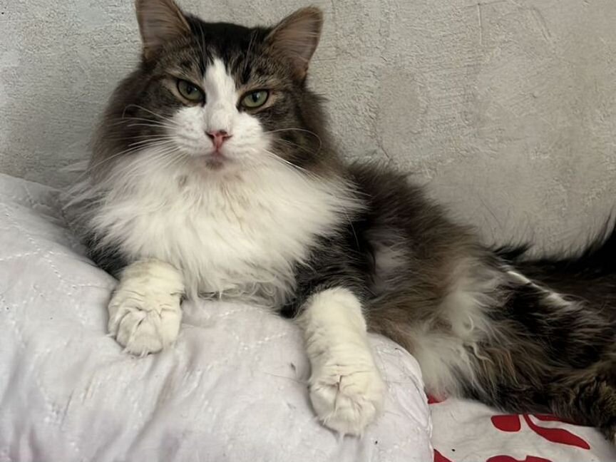 Кот