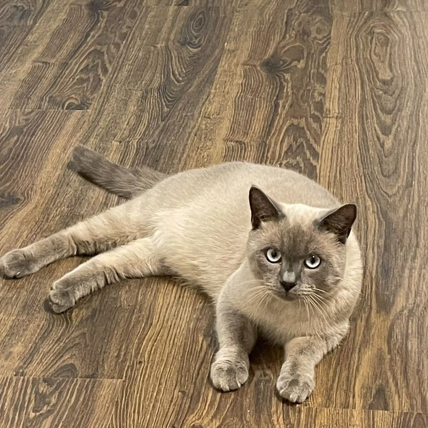 Кошка