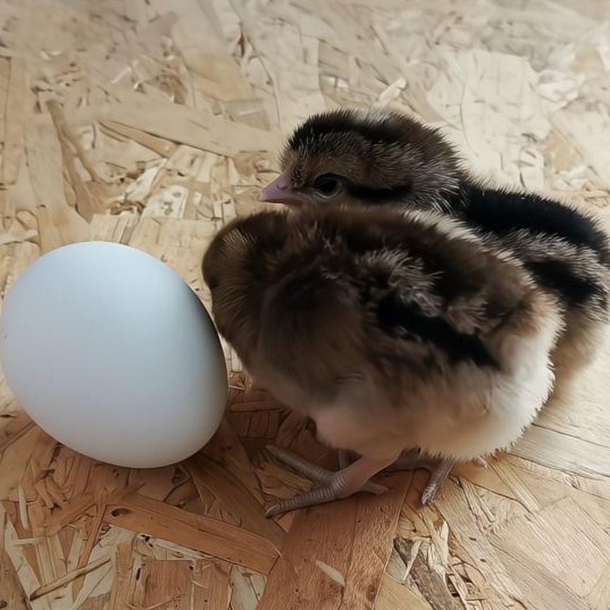 Цыплята несушки Легбар кремовый