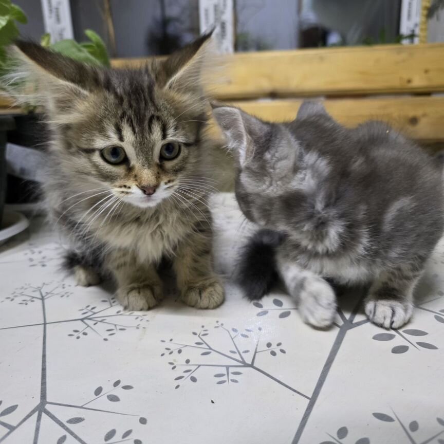 Метис мейн-кун